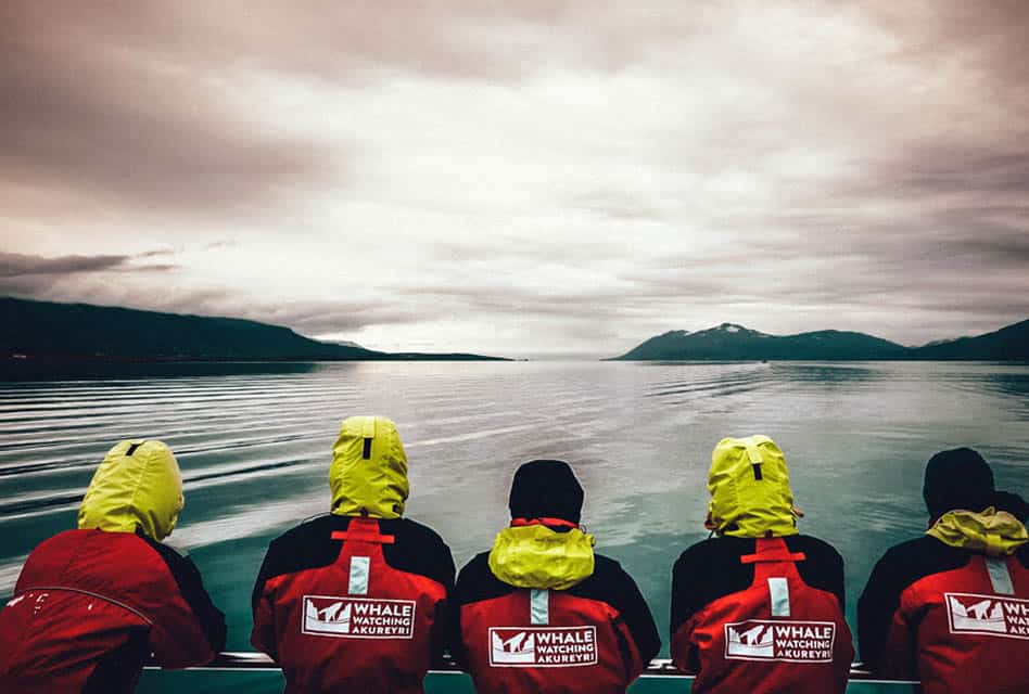 Whale watching in Iceland. Moments to treasure